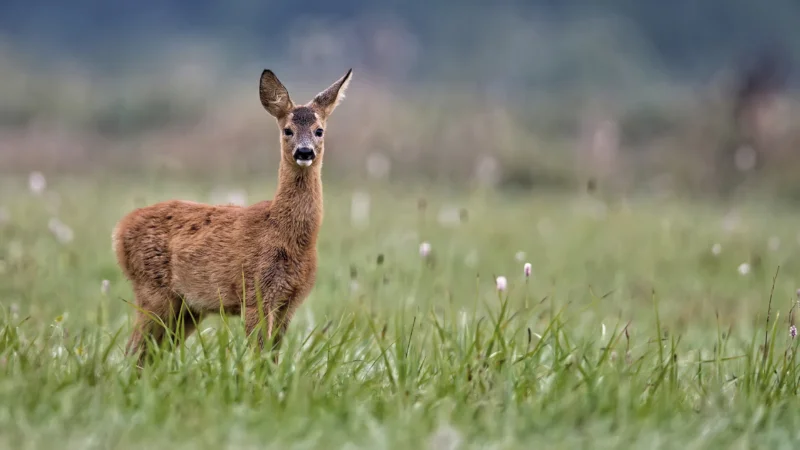 Ree: het ultieme zomerwild | Kokswereld