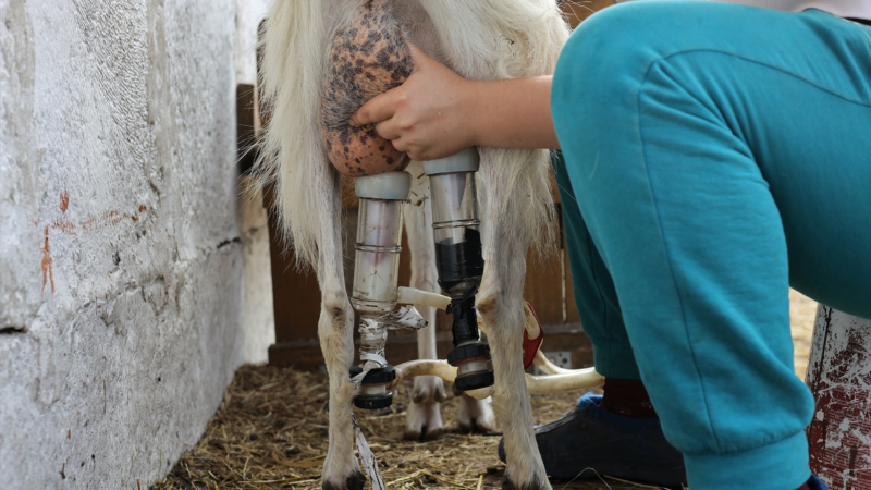Geitenmelk, geitenyoghurt en geitenkaas | Kokswereld